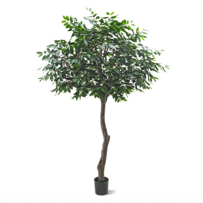 Artificial Coffee Arabica Giant Tree 320 cm | Maxifleur